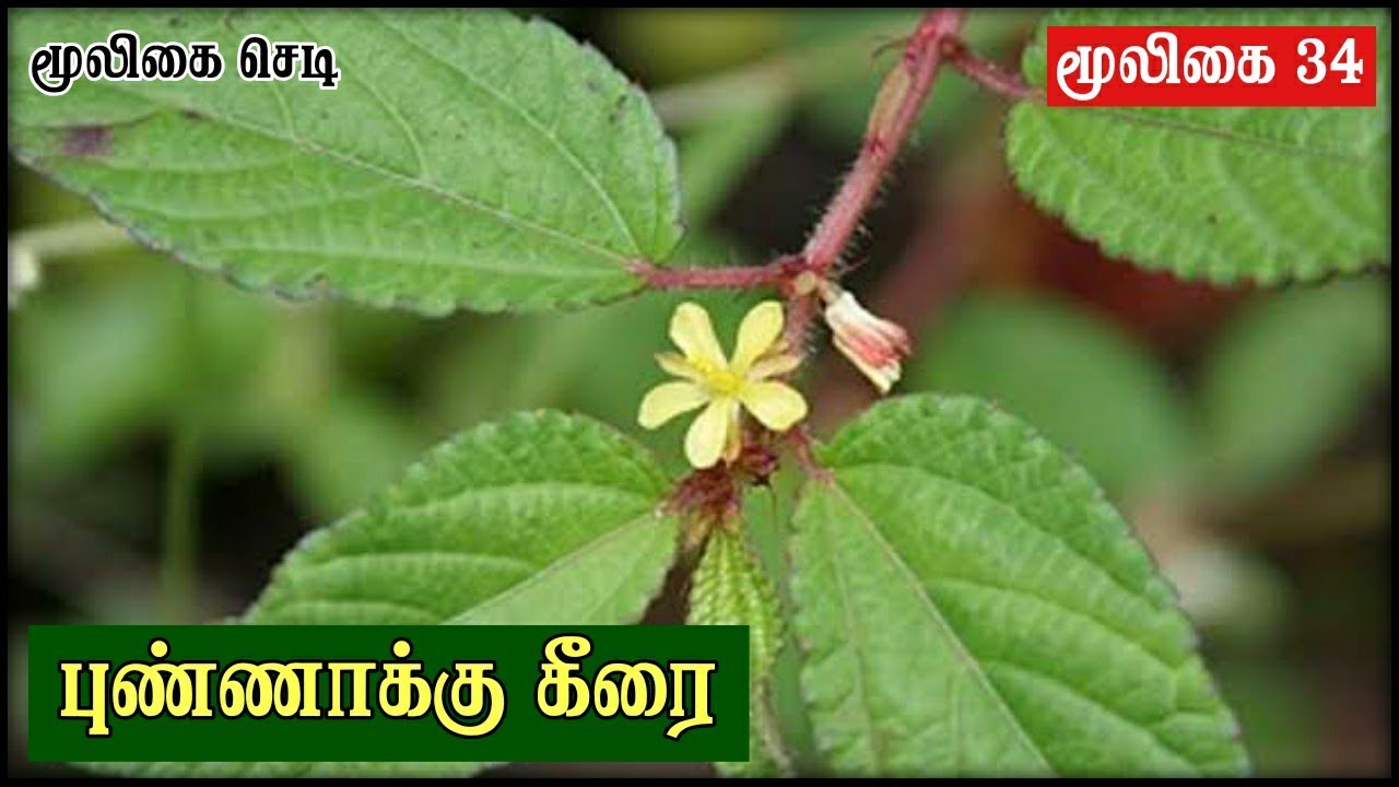 புண்ணாக்கு பூண்டு மருத்துவ குணங்கள் | Punnakku Poondu | Corchorus ...