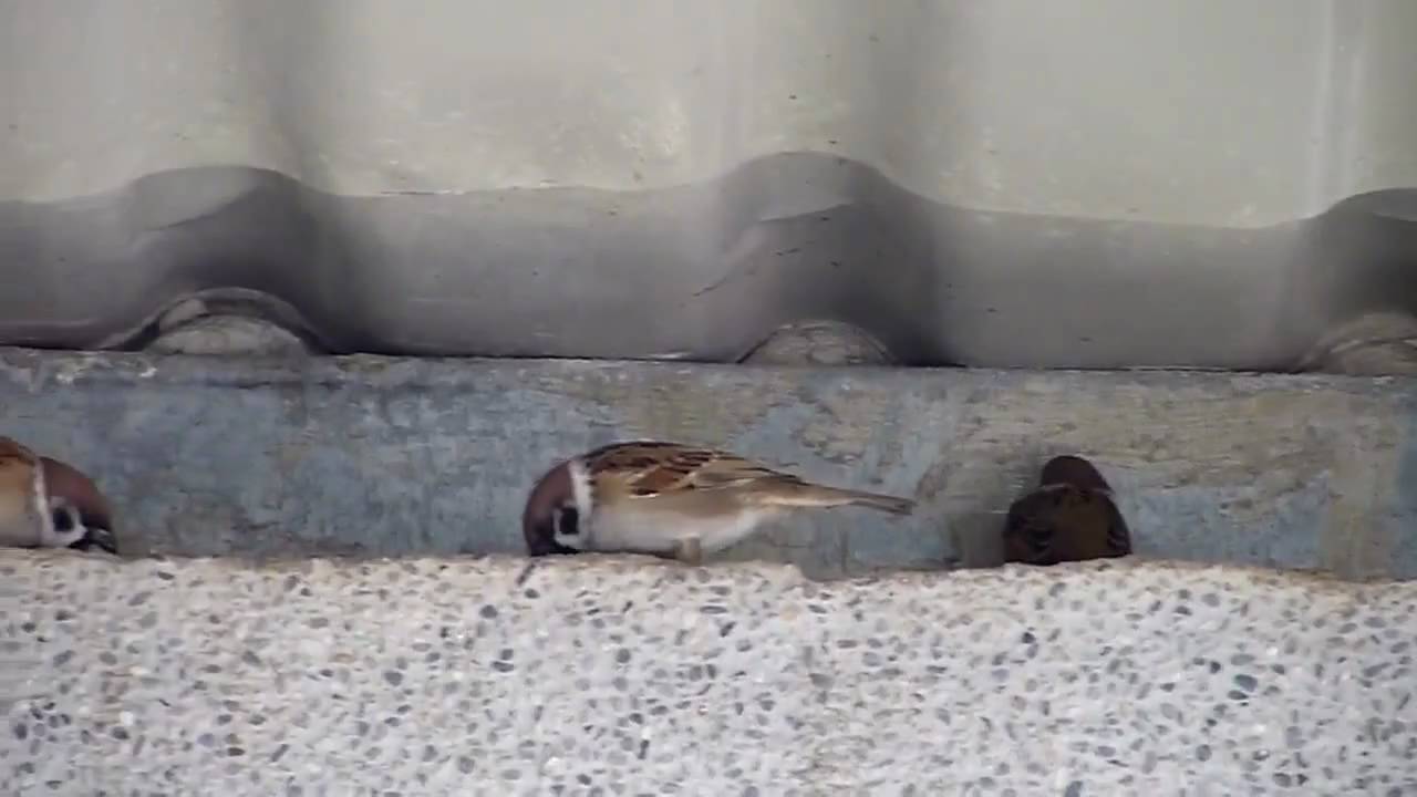 tree sparrow, Taiwan - YouTube