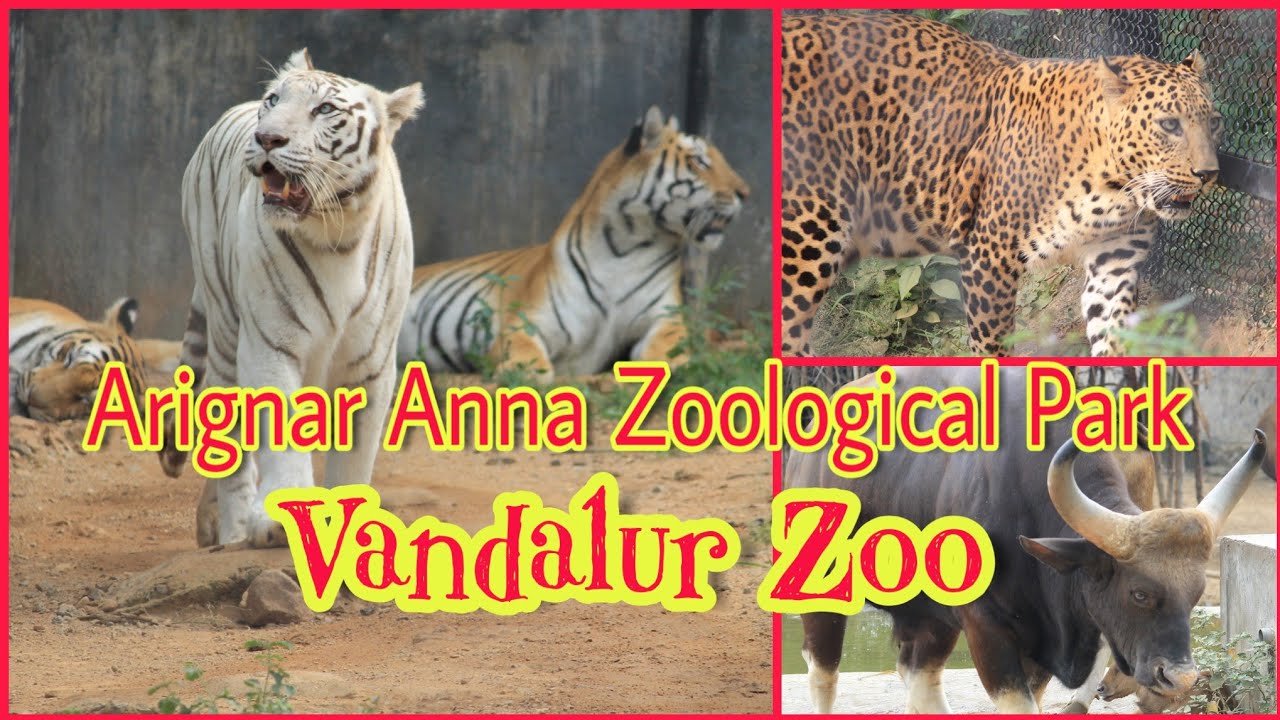 Arignar Anna Zoological Park | Vandalur Zoo | Chennai - YouTube