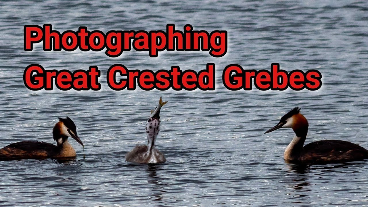 Photographing Great Crested Grebes | RSPB Fairburn Ings | Wildlife ...