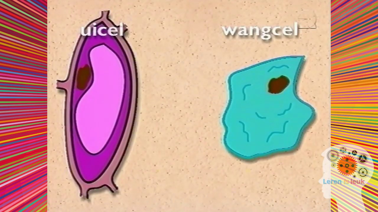 Bio-Bits 27: Dierlijke en plantaardige cellen - YouTube