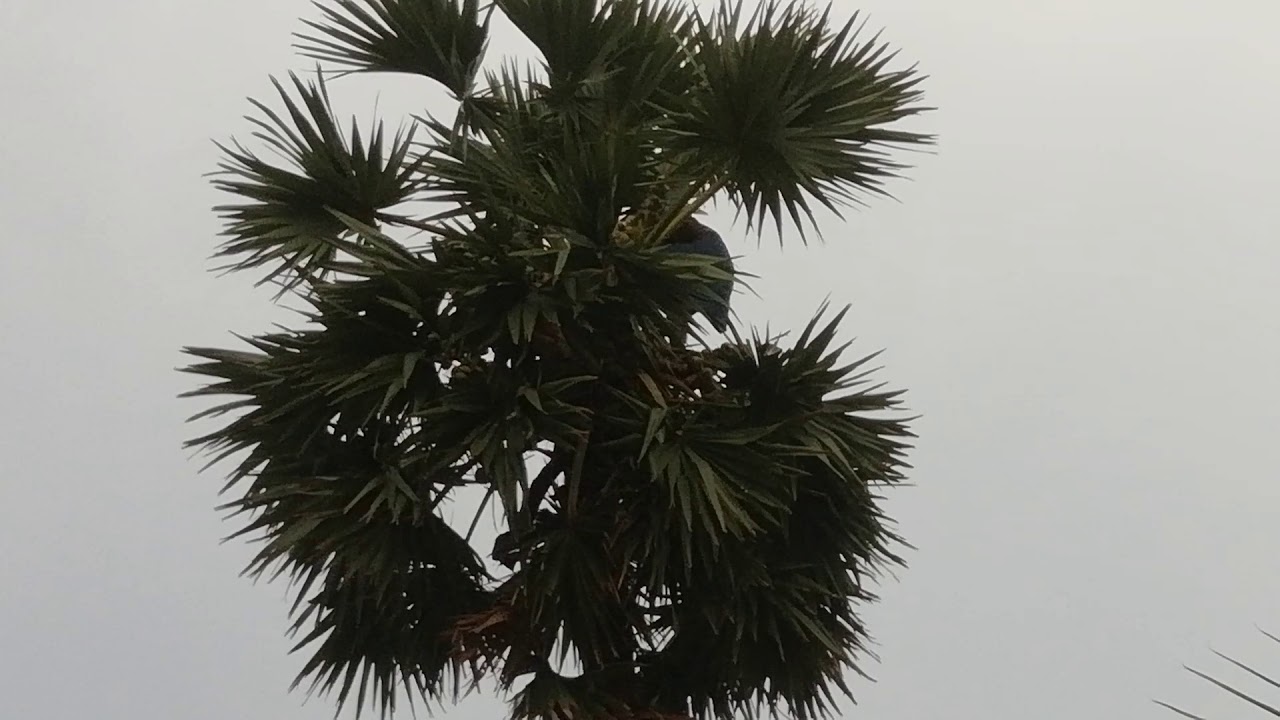 Palmyra palm tree climbing/ aBorassus flabellifer, commonly known as ...