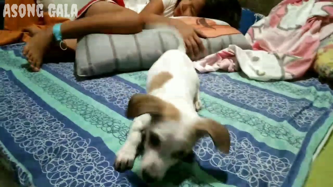 Asong gala - YouTube