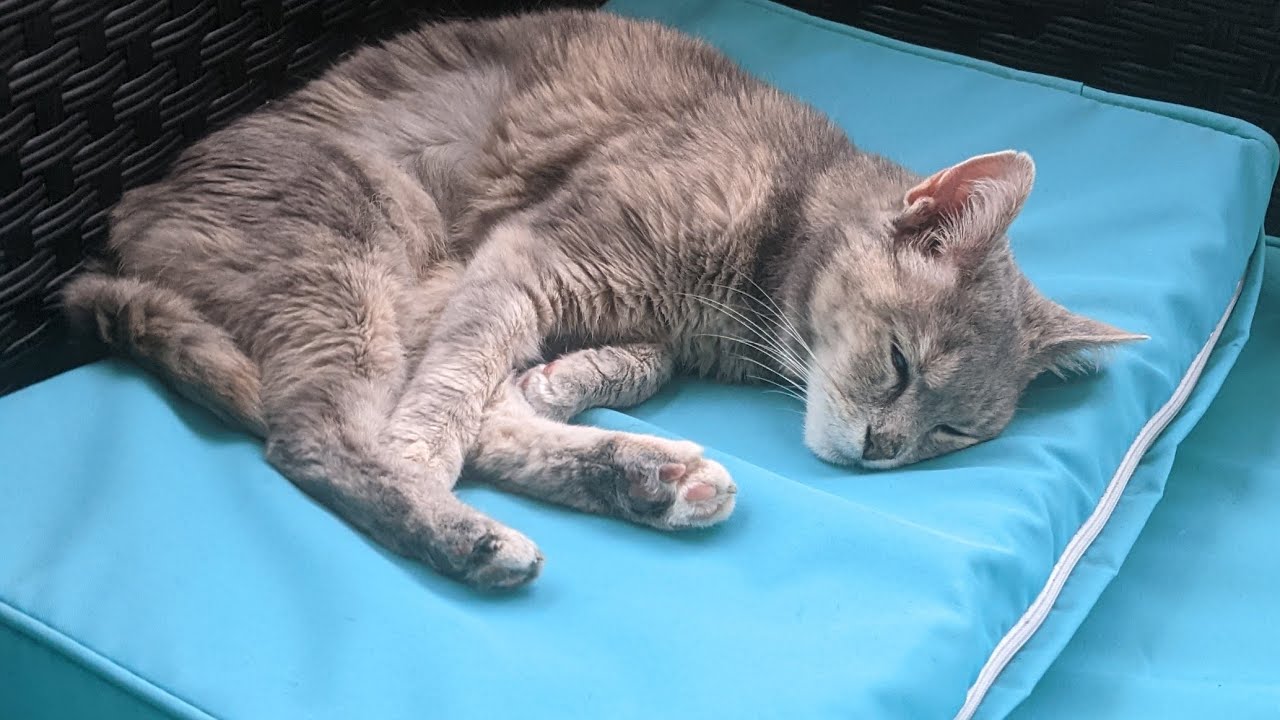 Relaxing and chill Livestream for cat lovers #cat #livestream #vertical ...