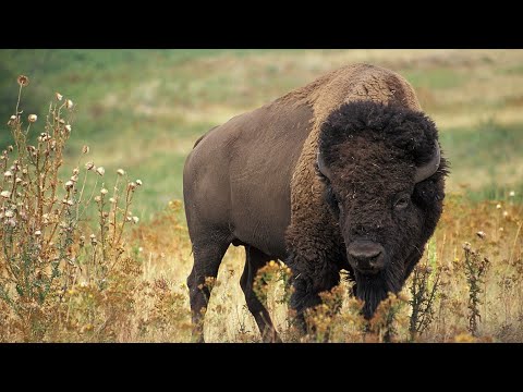 Hunting legendary tatanka bison - YouTube