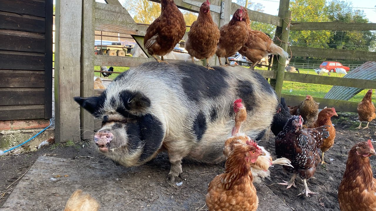 Chicken riding pig Rodeo - YouTube