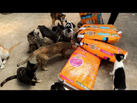 Today food coming for Cat this month, The Gohan And Cats - YouTube