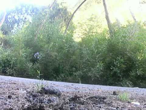 Bush Jumping 1 - YouTube