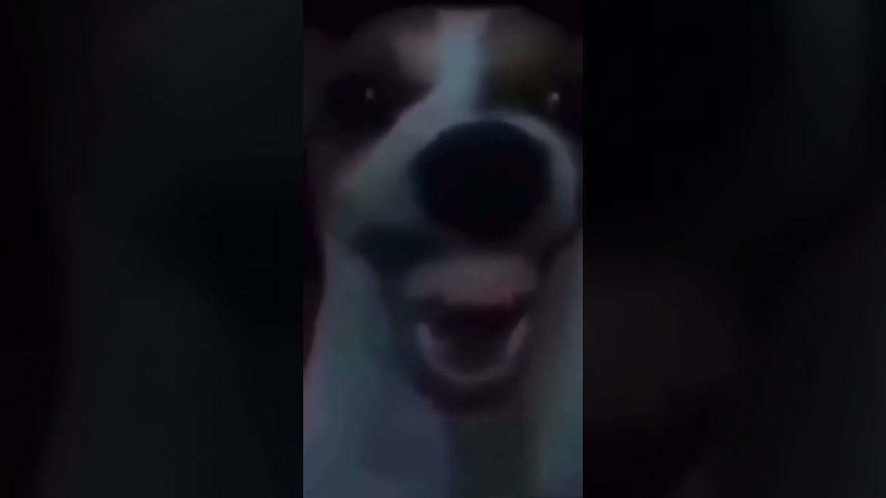 Dog laughing meme - YouTube