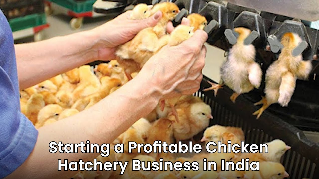 How to Starting a Profitable Chicken Hatchery Business in India? - YouTube