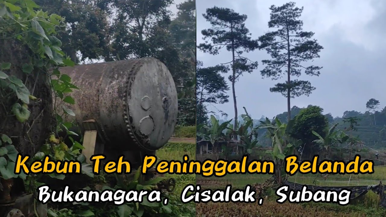 Menikmati Indahnya Pemandangan Sore, Belakang Pabrik Teh Bukanagara ...
