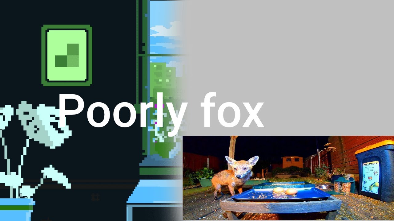 Pooorly fox taking his meds.. - YouTube