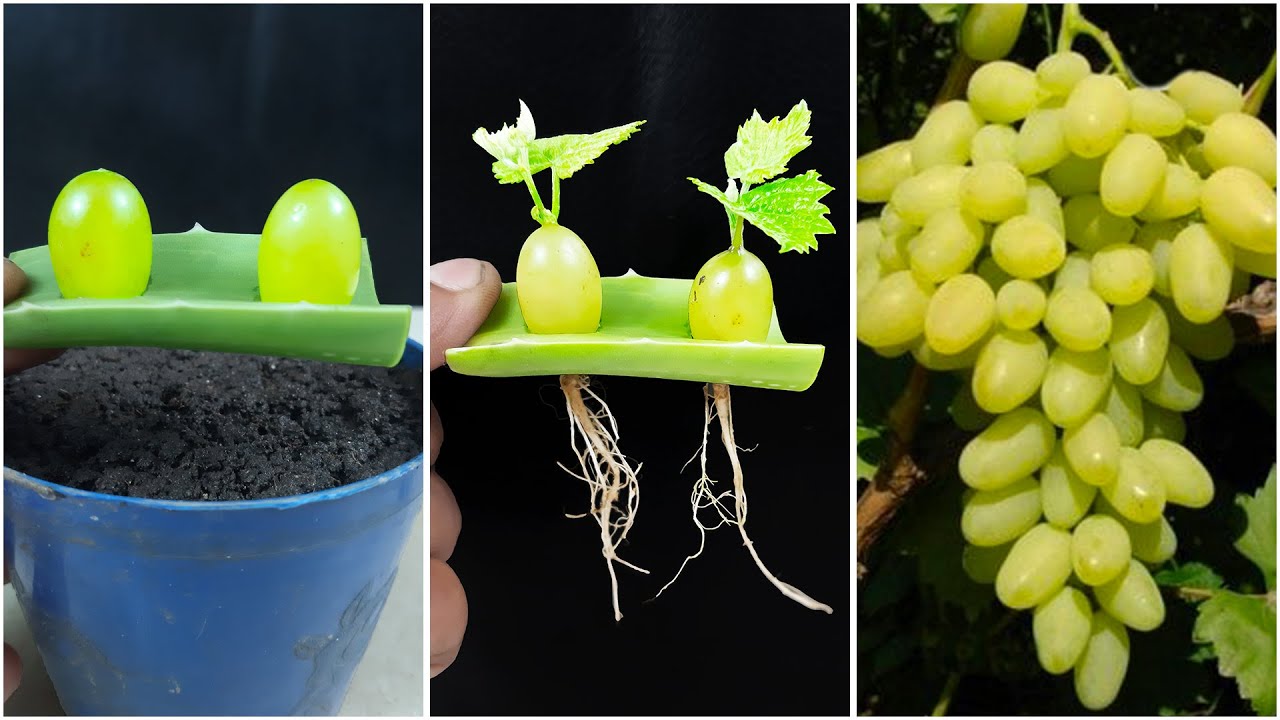 very simple tips & trick for grow grape plant at home || Vine to wine ...
