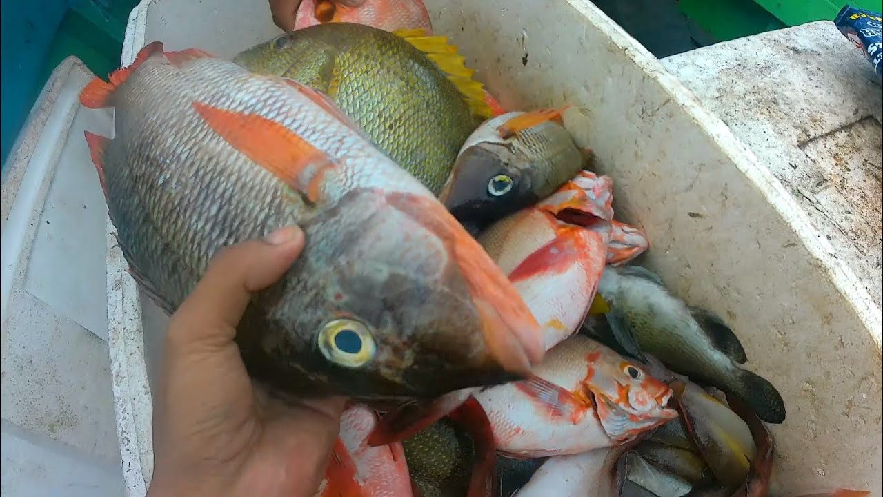 Mancing Pakai Umpan Cumi..!! Panen Ikan Katamba Dan Ikan Kakap Merah ...