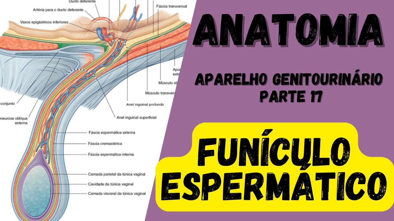 🔴👉 Anatomia do FUNÍCULO ESPERMÁTICO - Aparelho geniturinário - YouTube