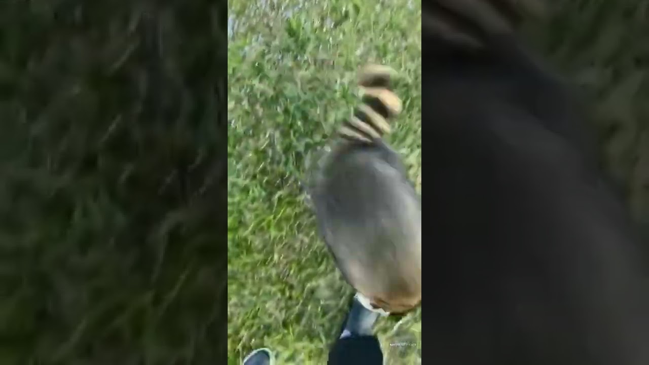 raccoon rolling around - YouTube