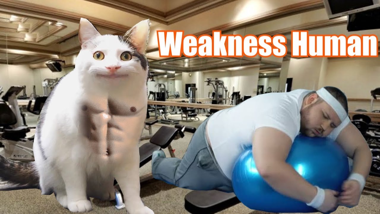 Cat ABS workout compilation - YouTube