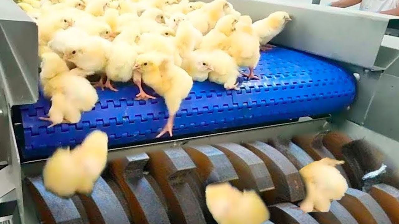 Inside Massive US Chicken Production Plant - YouTube