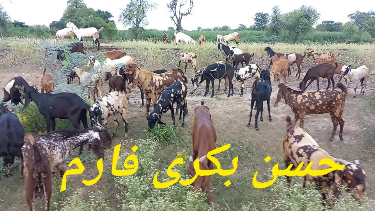 Hassan Goat Farm visit | Desi beatel goats | Mein or Mera Punjab - YouTube