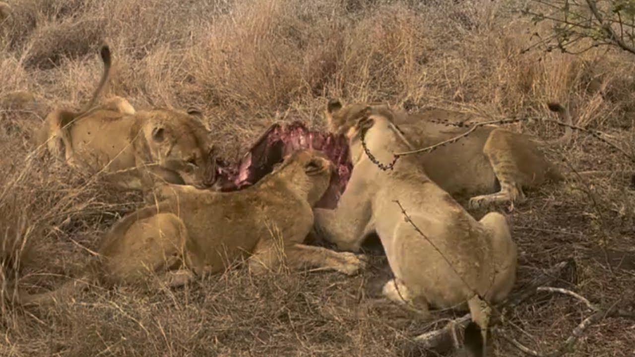 Ximungwe Lion Pride Feasting | 26 October 2024 - YouTube