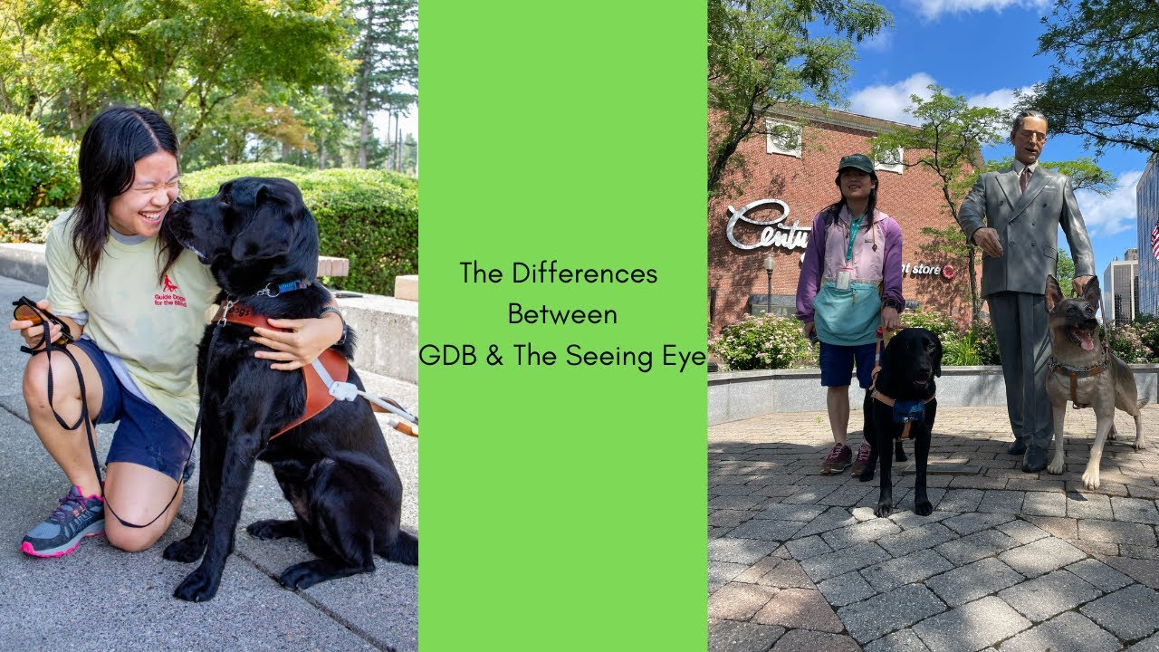 The differences between Guide Dogs for the Blind & The Seeing Eye - YouTube