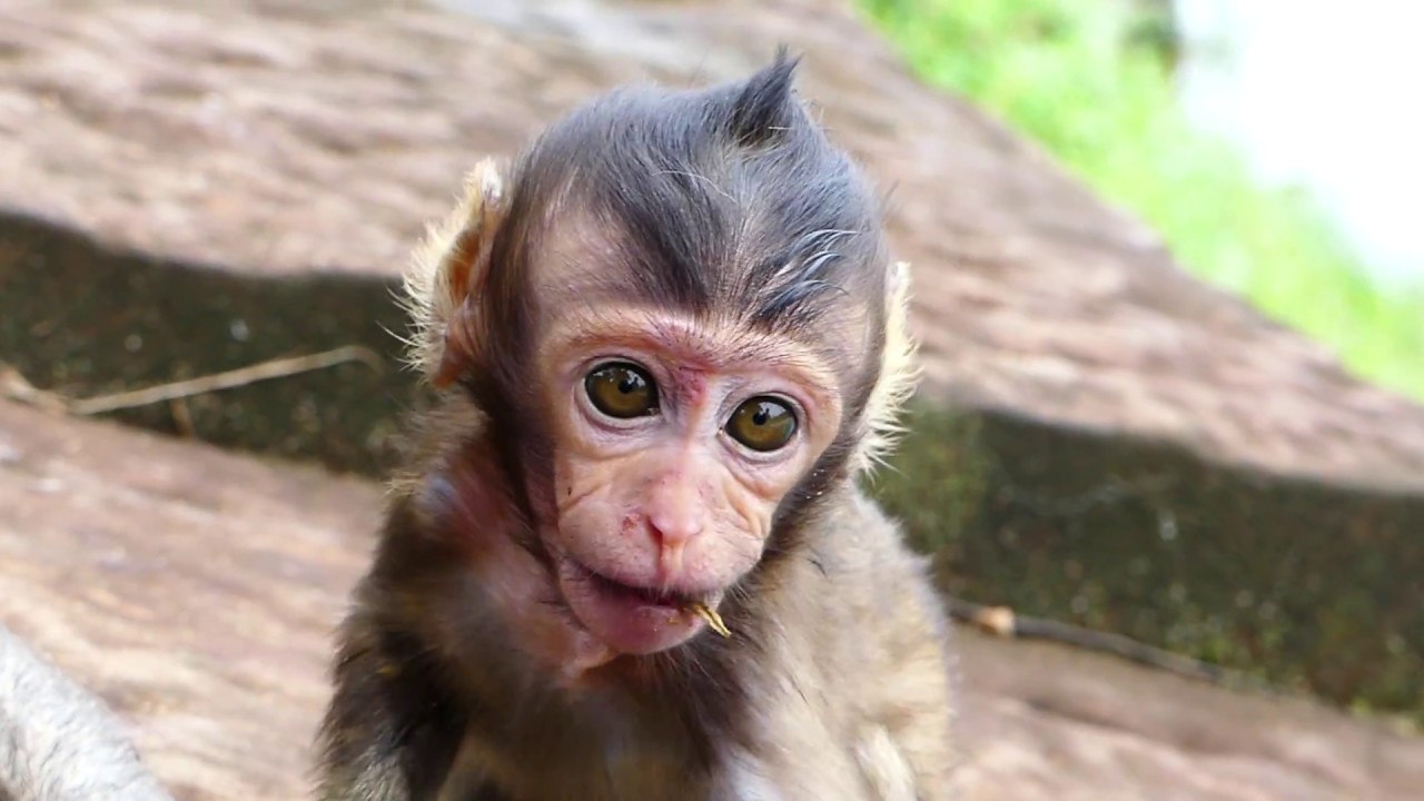 OMG! No one help small baby Bree | King Fluffy fight baby! Cute baby ...