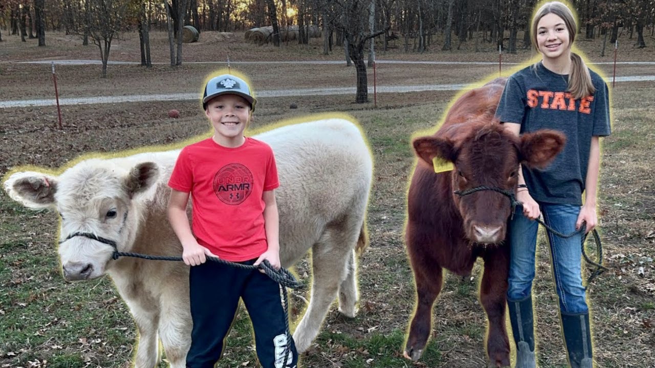 Making Progress with the New Show Heifers! - YouTube