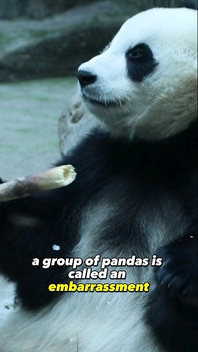 A Group of Panda's is called what? - YouTube