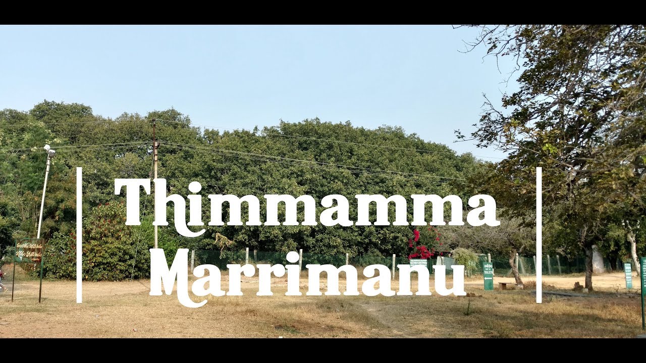 Biggest Banyan Tree in the World - Thimmamma Marrimanu #53 - YouTube