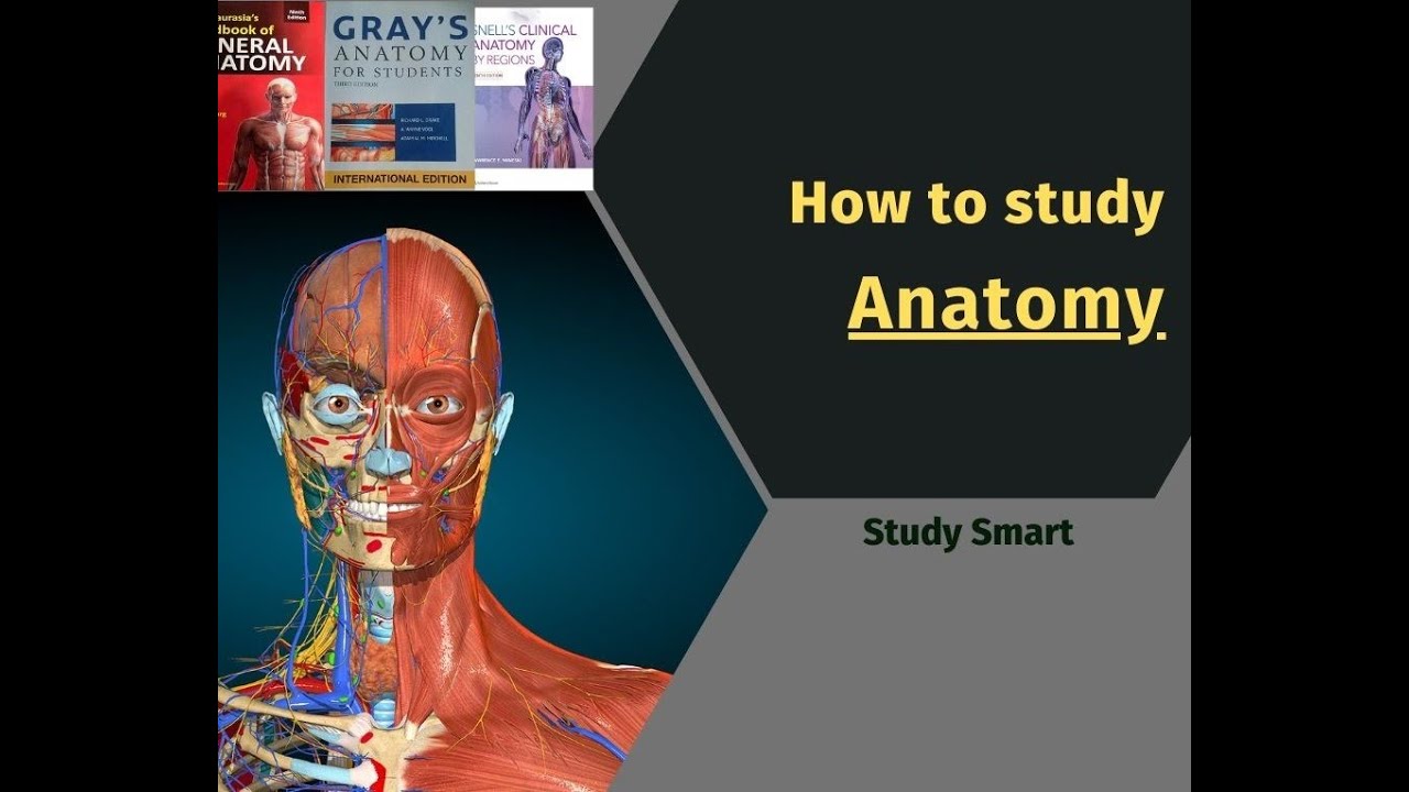 How To Study Anatomy YouTube How To Study Anatomy YouTube
