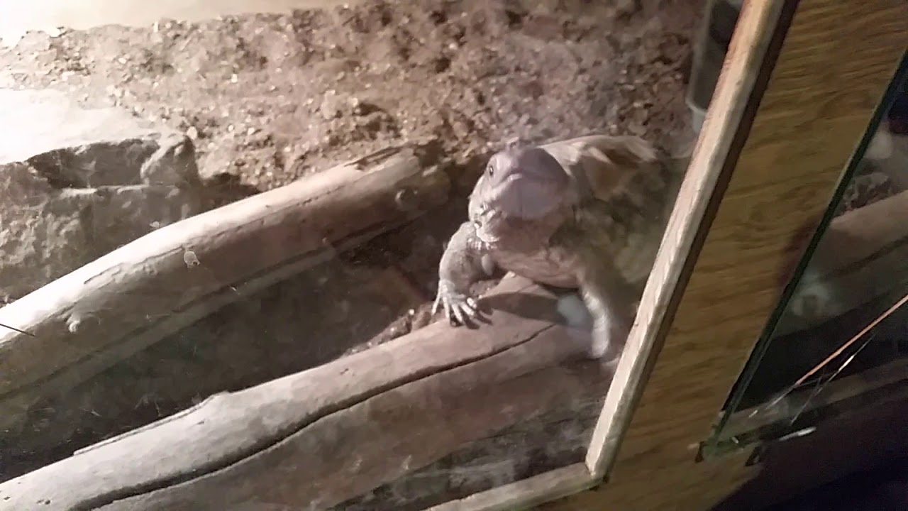 Napoleon the lizard eats a squeaky mouse! - YouTube