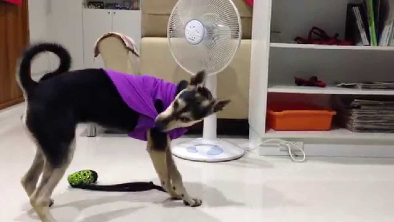 [PoPo] 可愛狗狗穿新衣 Cute dog calms down when I said the magic word "cookie ...
