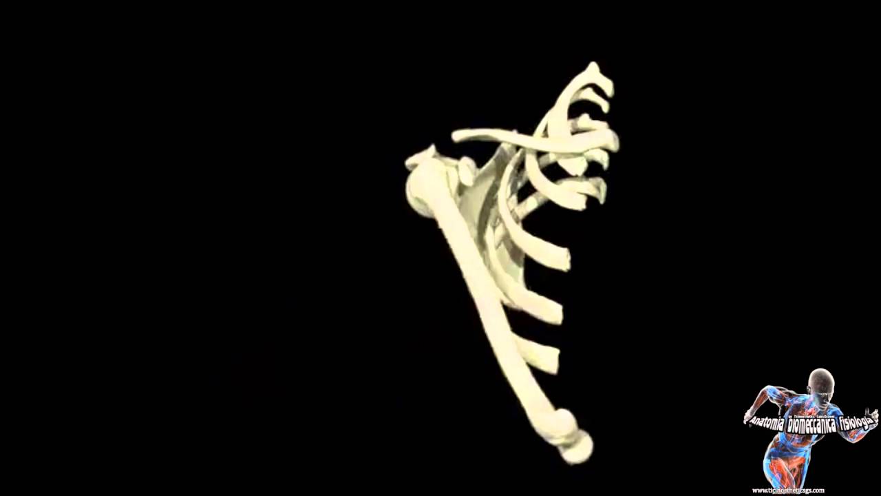 Movimento scapolare su tutti i piani - Anatomia funzionale della spalla ...
