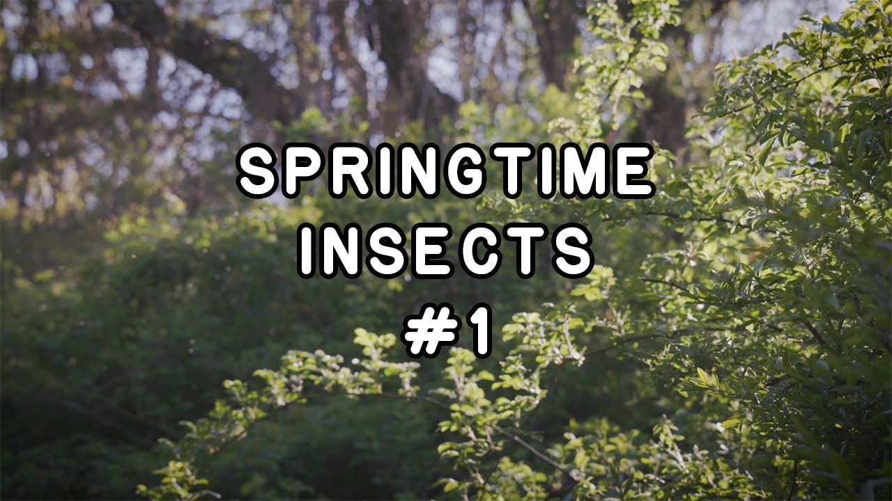 Springtime Insects #1 - YouTube
