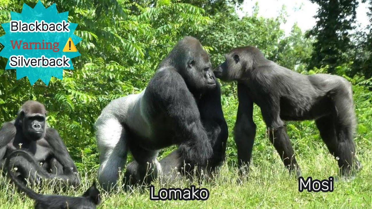 Blackback Mosi Confronts Silverback to Protect and Comfort Sister | The Lomako’s Group - YouTube