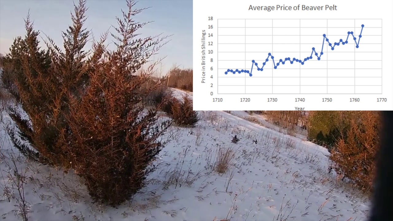 History of Beaver Fur Prices to Today! - YouTube