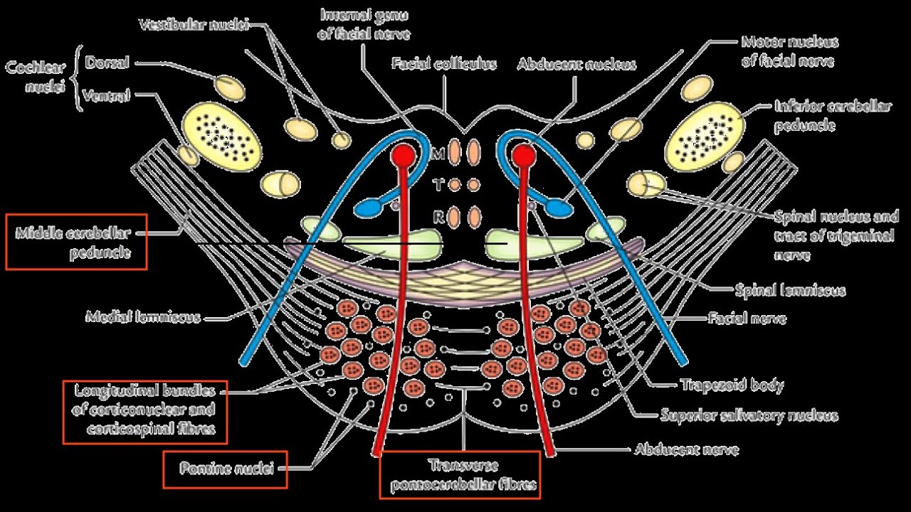 Facial Colliculus The 12 Cranial Nerves Anatomy & Function