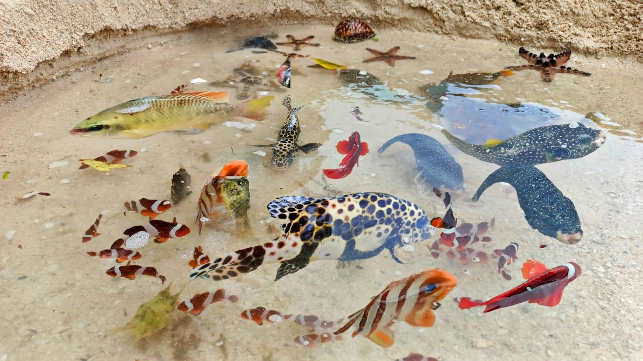 Temukan banyak ikan hias dan ikan buntal, ikan nemo, ikan warna warni ...