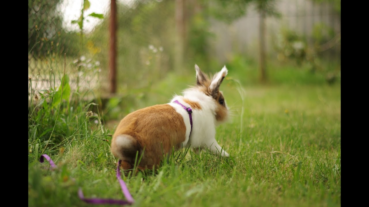 PYSIEK | królik miniaturka | rabbit - YouTube