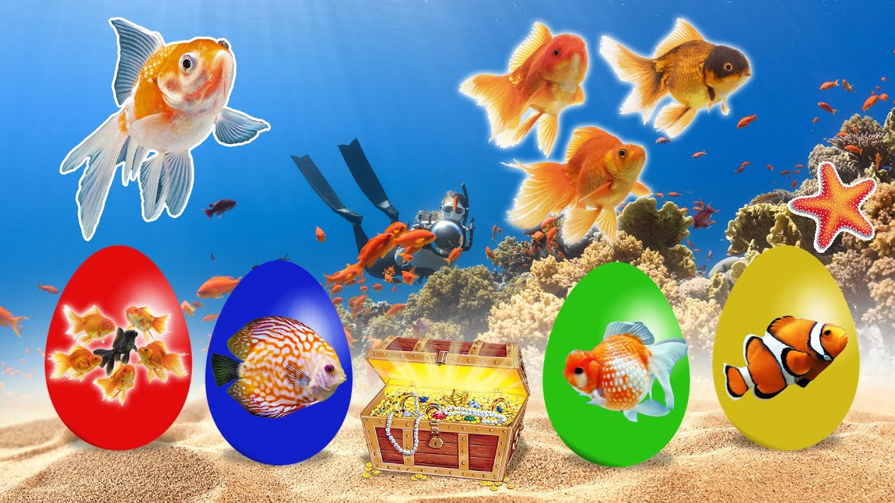 Colorful surprise eggs, lobster, snake, cichlid, betta fish, turtle ...