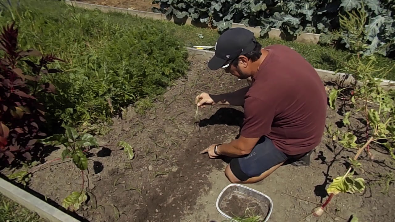 Comment repiquer les oignons - YouTube