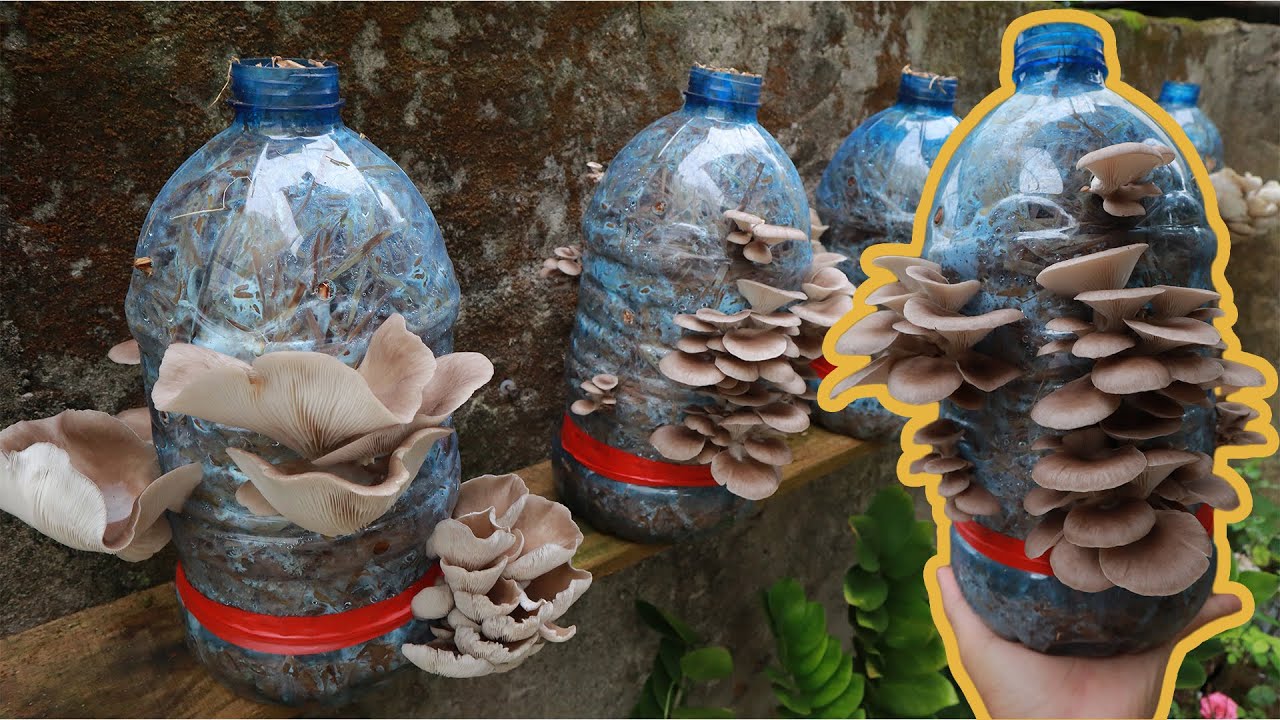 Great method of growing mushrooms in plastic bottles at home - YouTube