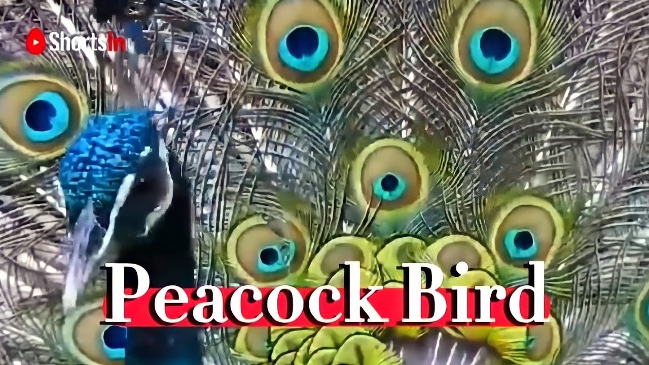 One of the most Interesting facts about Peacocks bird their eggs in the ...