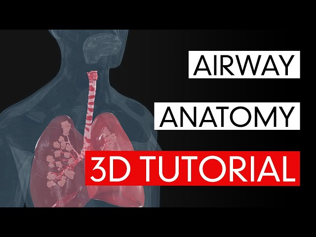 Airway Anatomy