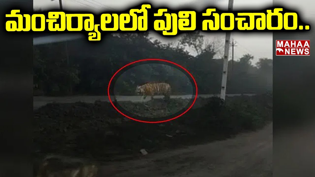 Tiger sighted near Singareni opencast project in Mancherial | Telangana ...