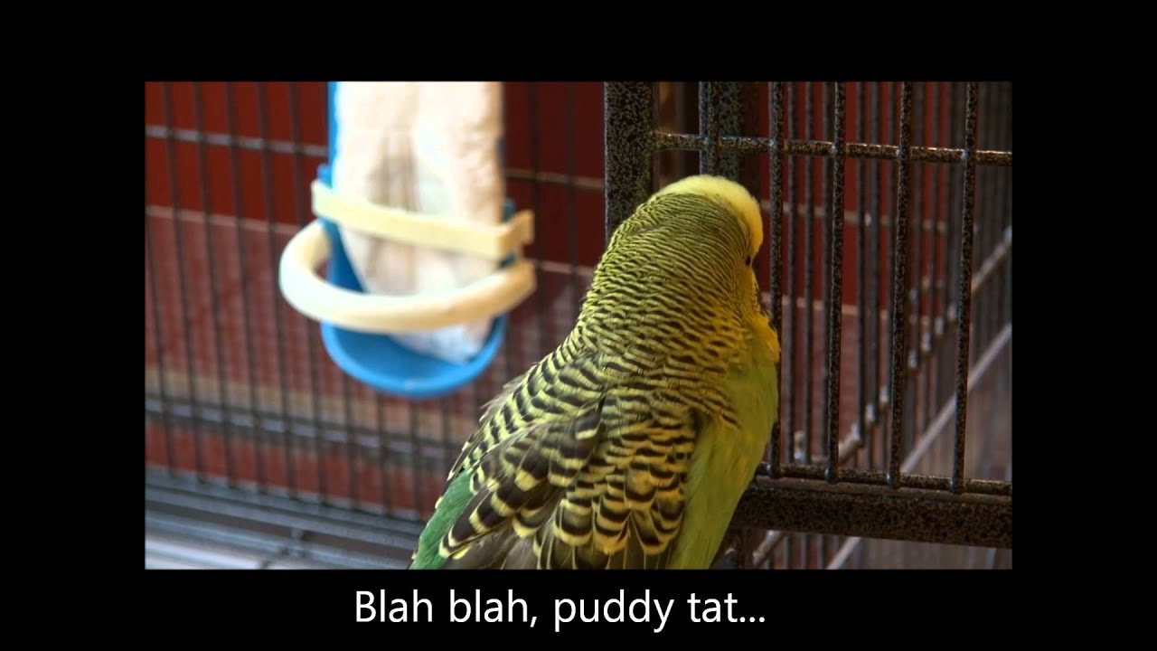 Talking Bird, Confused Human - YouTube