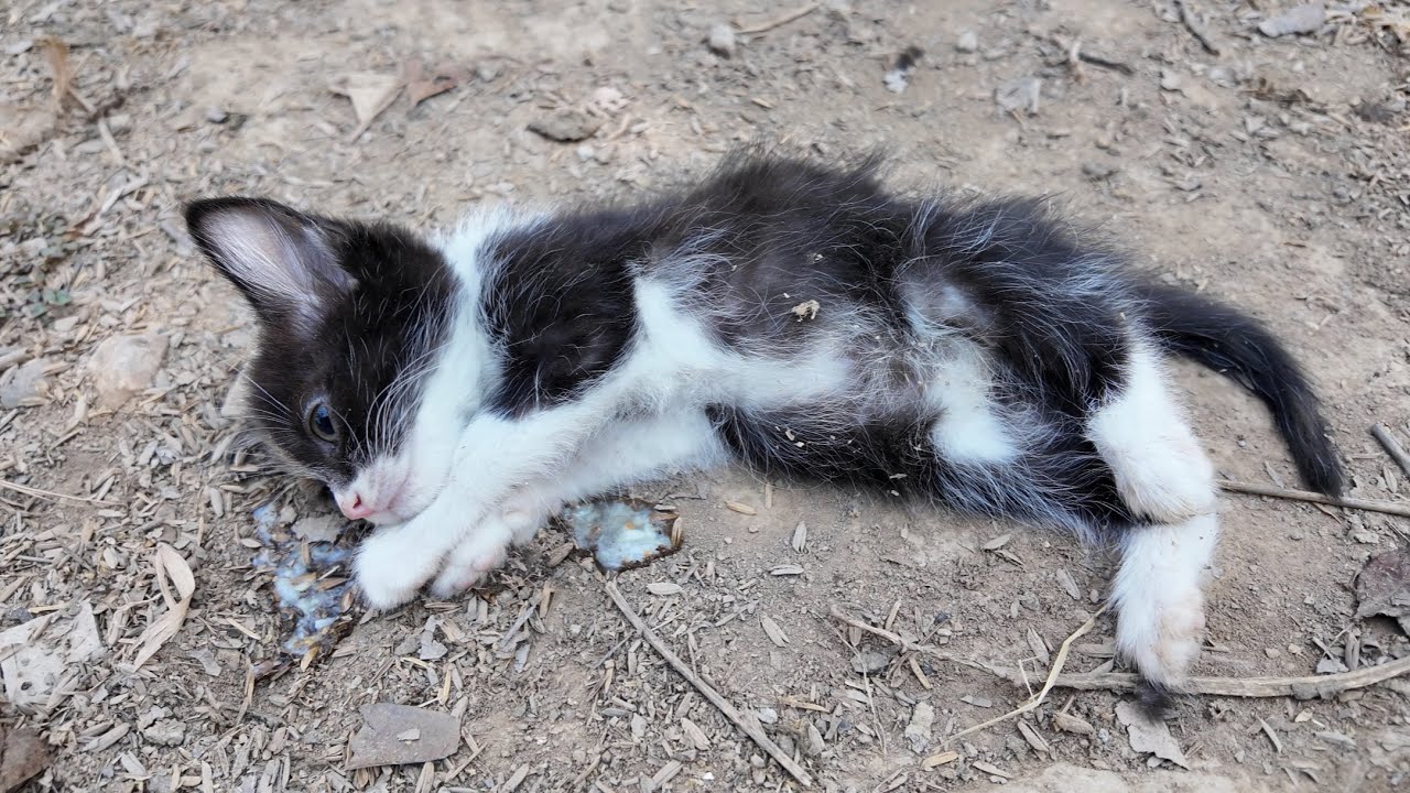 Emergency | The journey to find the fragile life of a dying kitten ...