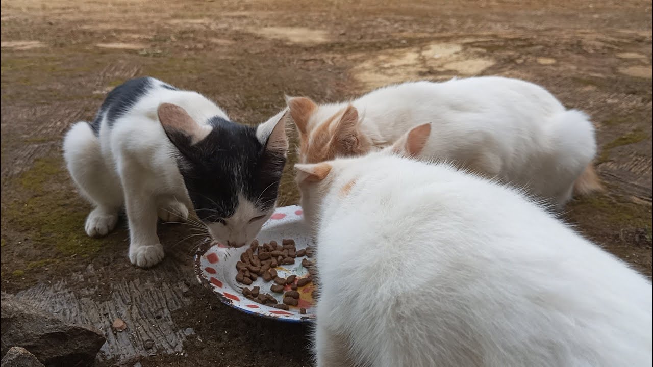 Three cute kittens are fighting over food - YouTube
