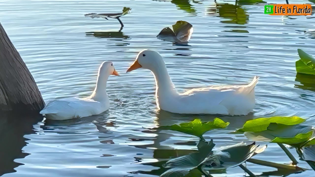 Duck Sounds: Female Pekin Duck Calls Loudly & Successfully Attracts a ...