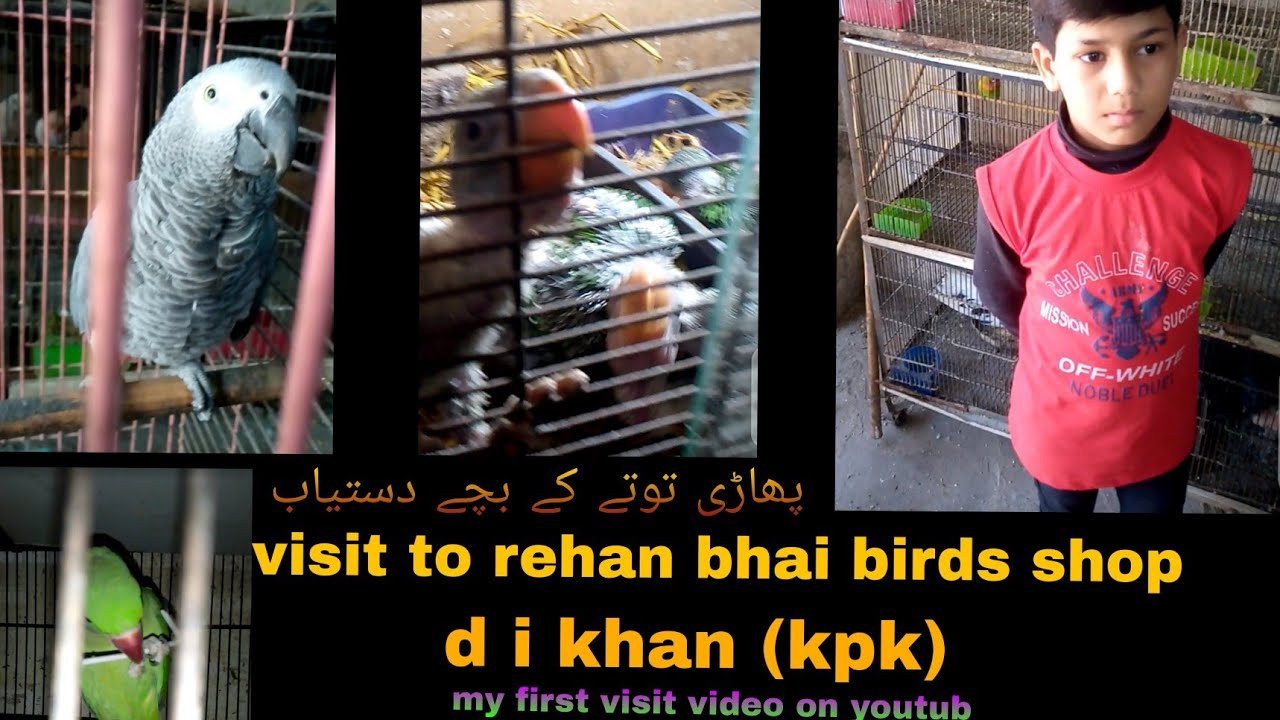 visited at birds shop d i khan kpk gray parrot.raw parrot. rawparrot ...